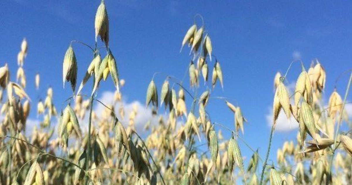 New study to identify nutritionally superior and yield-stable oat varieties
