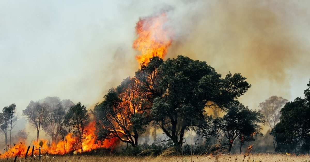 Scientists in Scotland develop new method to understand wildfires past ...